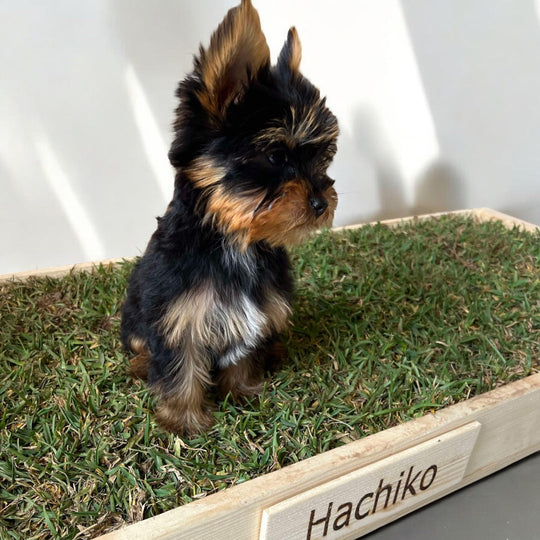 Original – Real Grass Puppy Potty