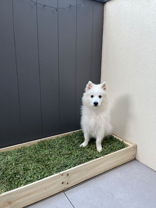 Original – Real Grass Puppy Potty