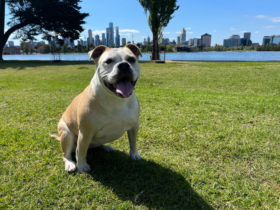 Our story – Real Grass Puppy Potty