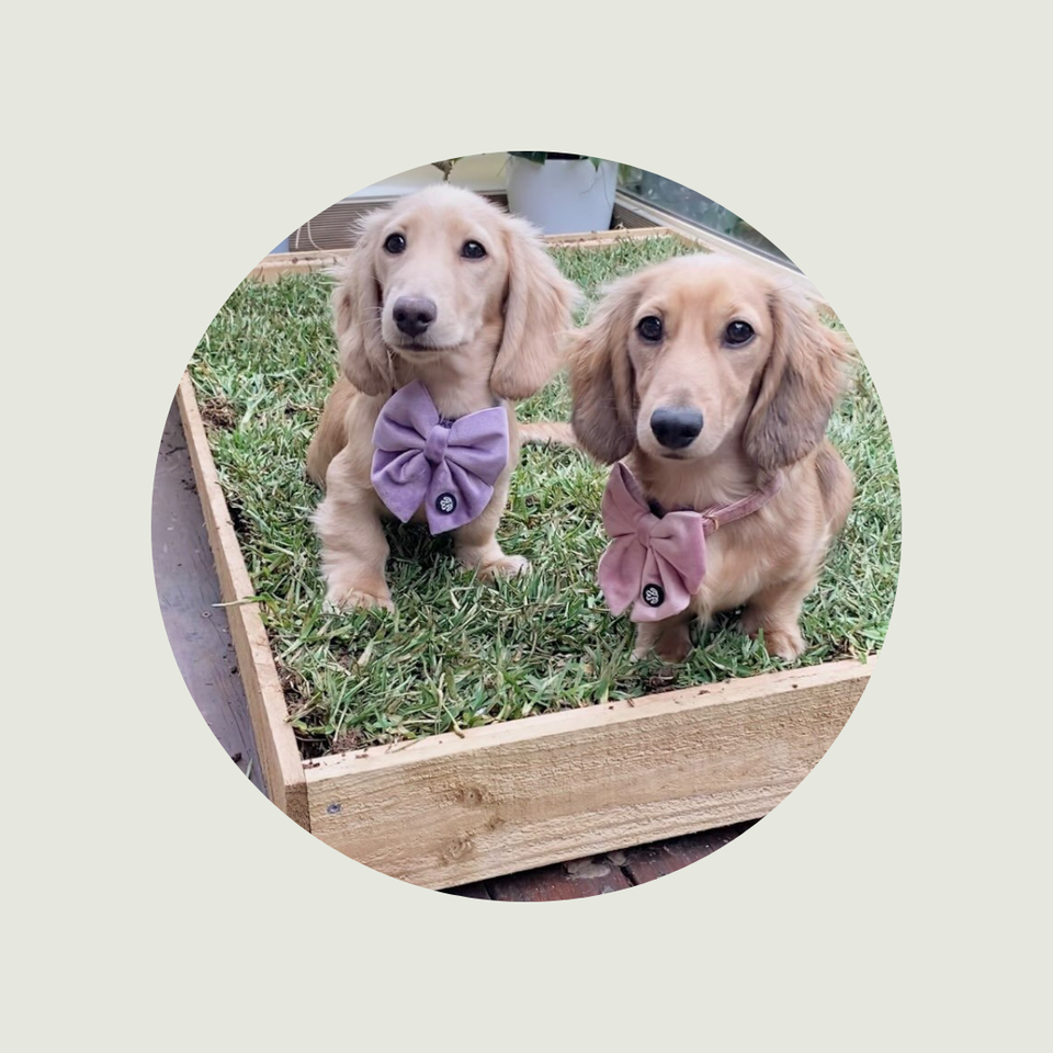Real Grass Puppy Potty