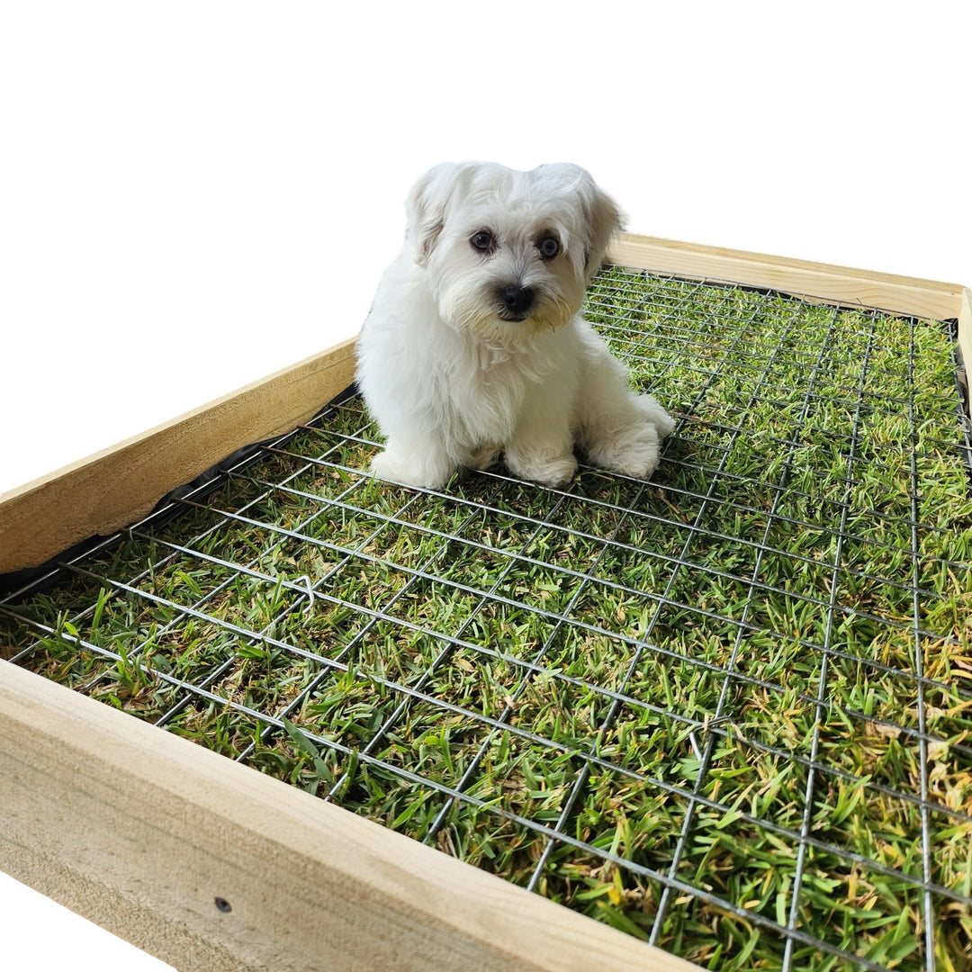 Grass Guardian Grid (Puppy Dig Protection) – Real Grass Puppy Potty